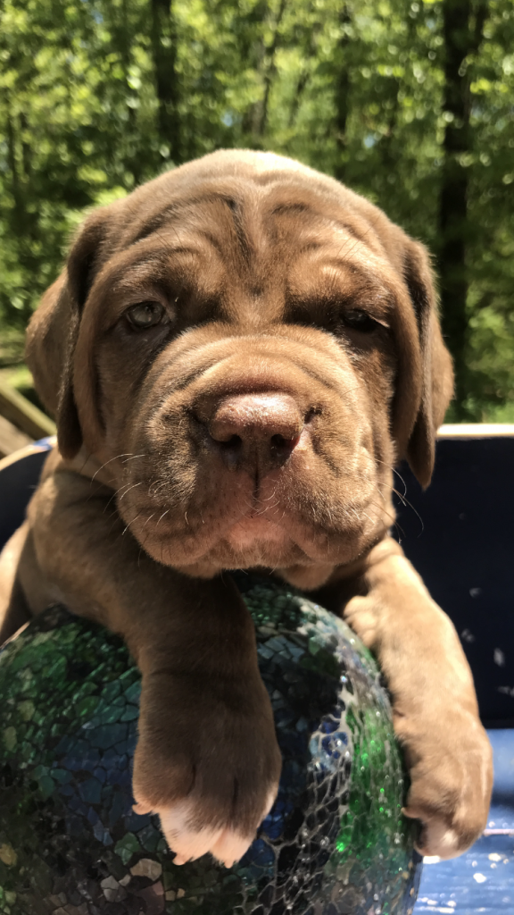 Ozark Valley Mastiffs – Meet your next baby….